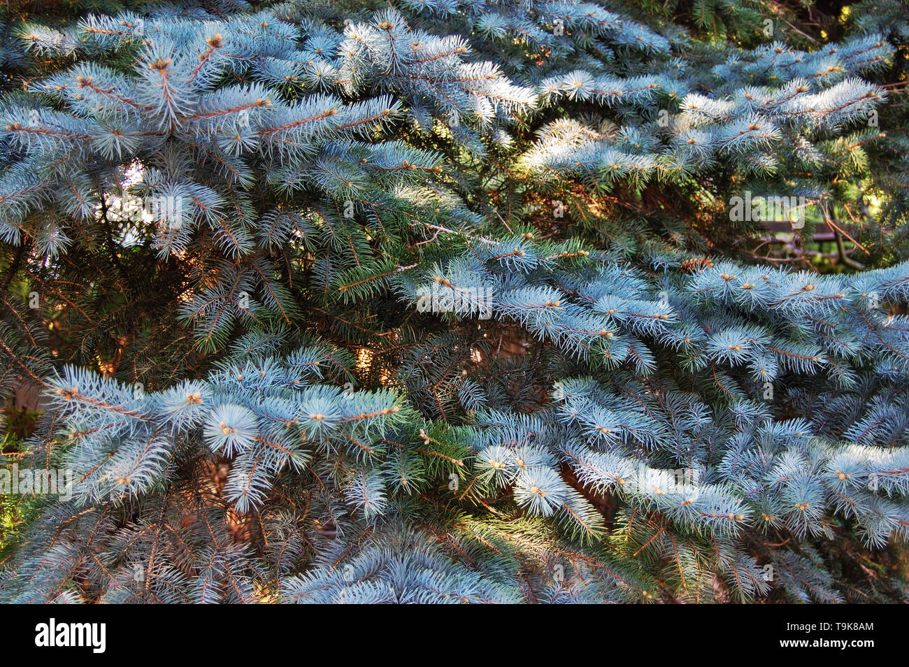 White Fir Tree in garden Stock Photo - Alamy