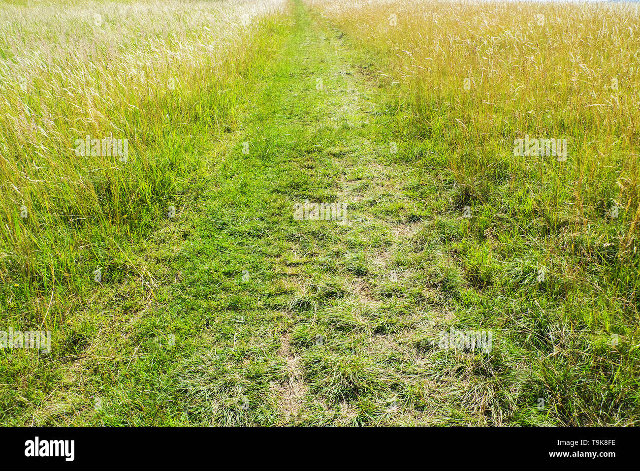 Field with road Stock Photo - Alamy