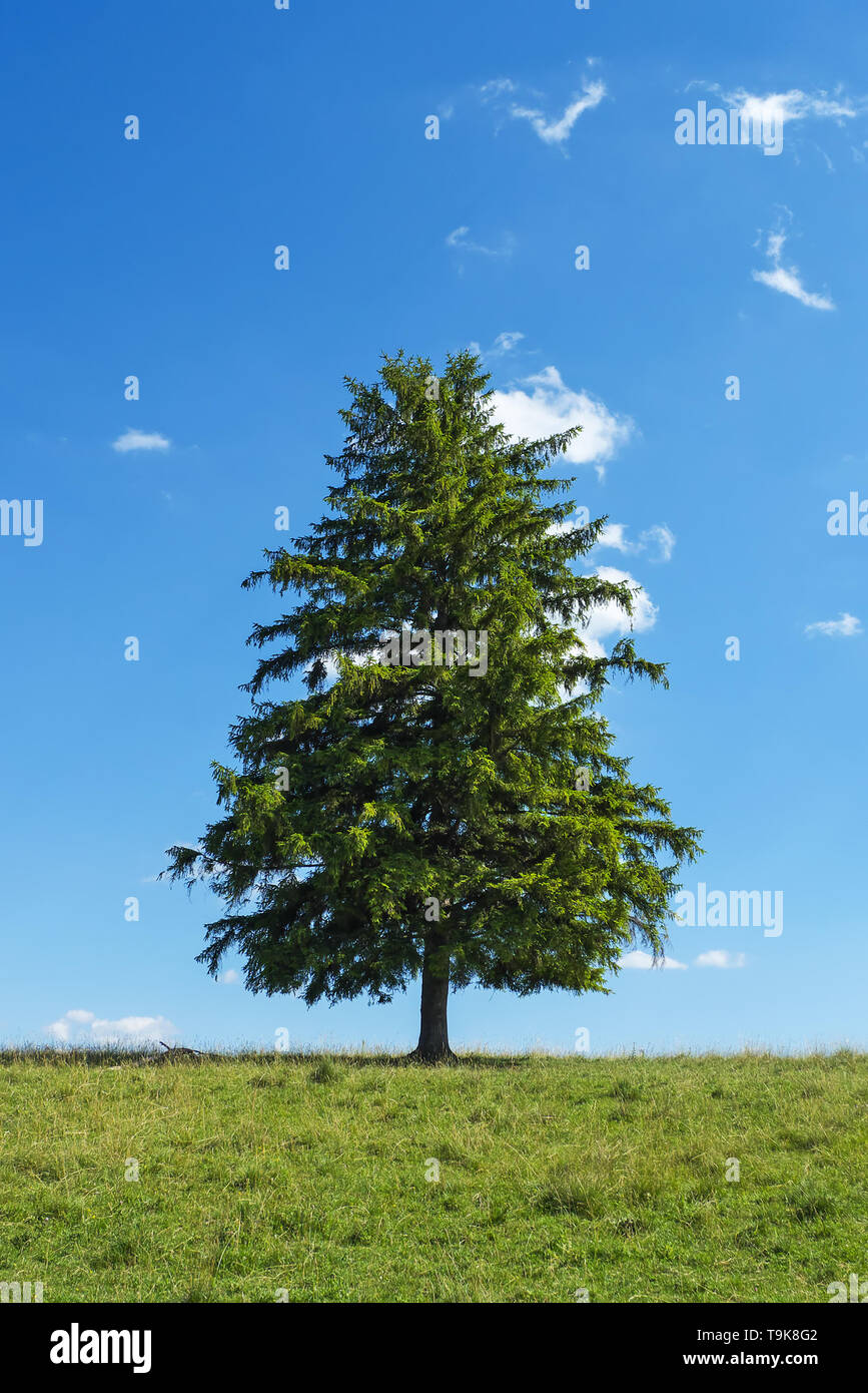 Hill with lone pine tree Stock Photo - Alamy