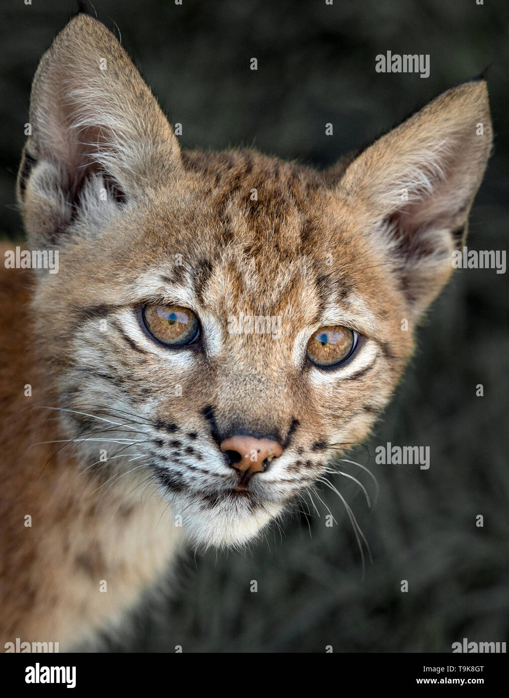 Eurasian lynx lynx lynx young hi-res stock photography and images - Alamy