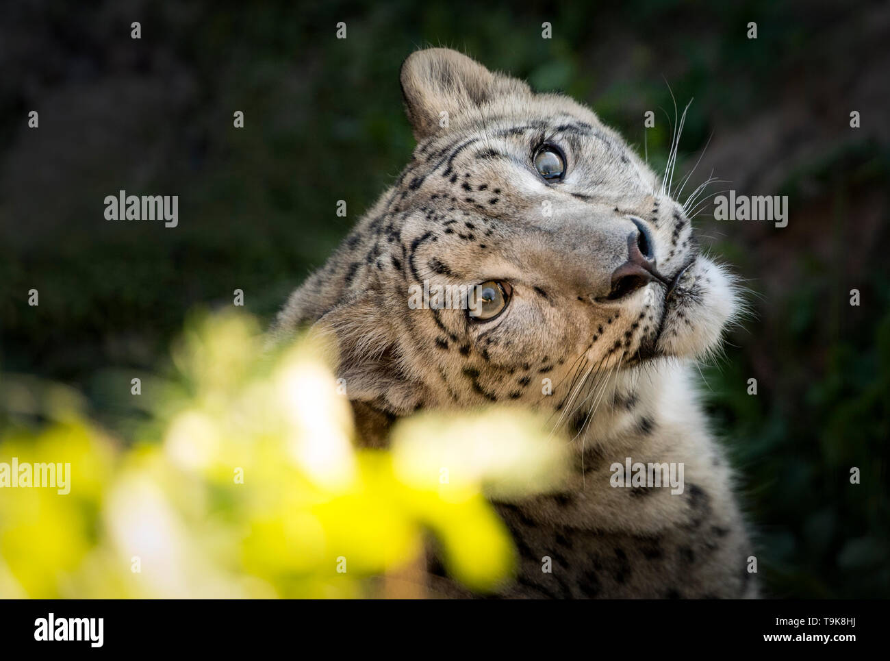 Pretty yellow flowers hi-res stock photography and images - Alamy