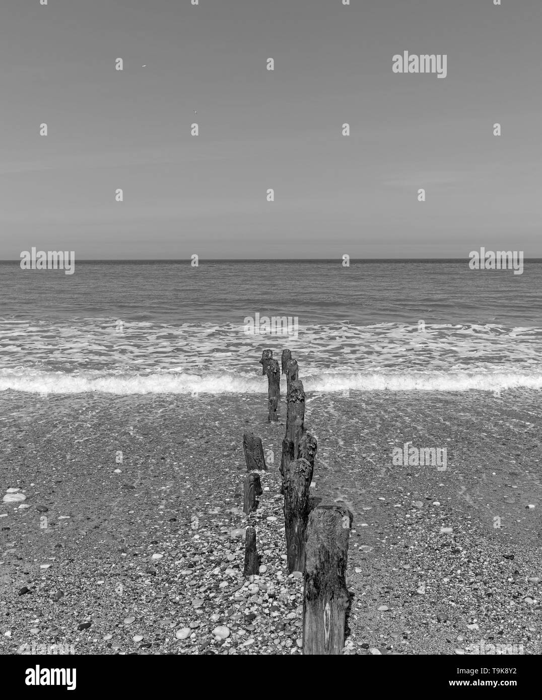 Sandsend near Whitby. A line of rotting breakwater posts on a pebble ...