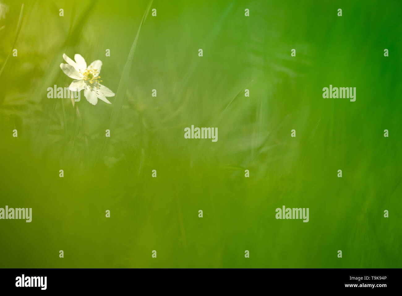 Soft Windflower High Resolution Stock Photography and Images - Alamy