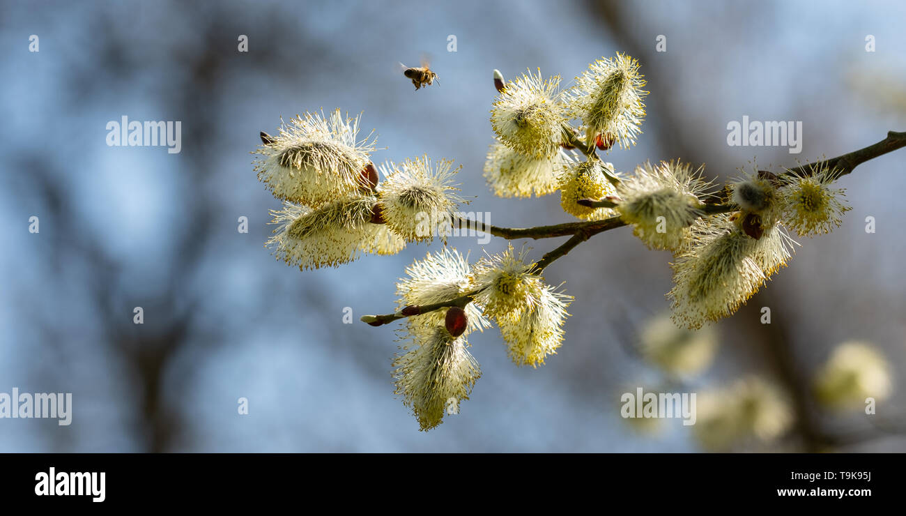 Willow catkin blossom (Salix) branch with flying bee Stock Photo - Alamy