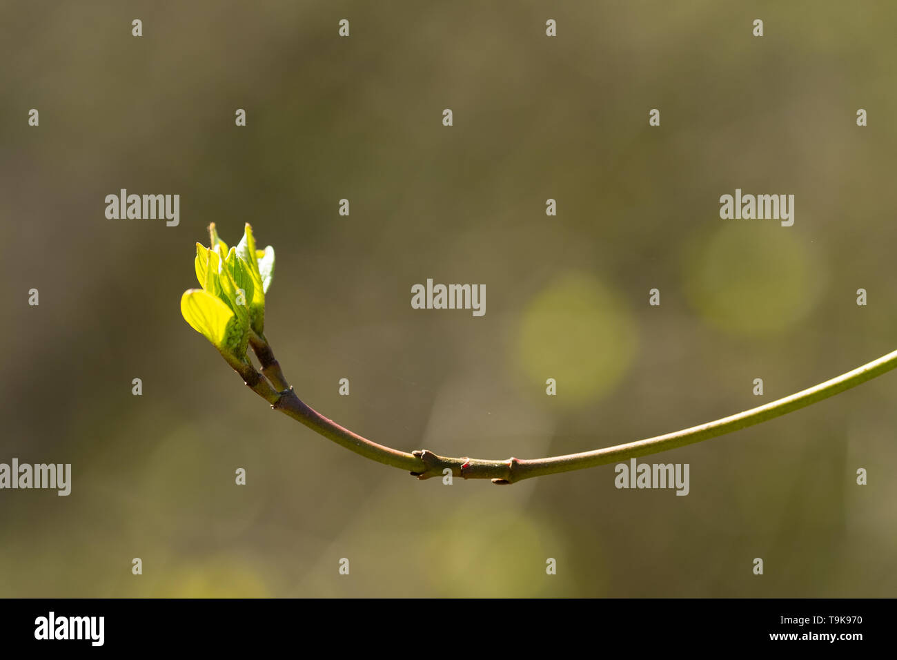 Twig with bud and foliage of budding in spring and free space Stock ...