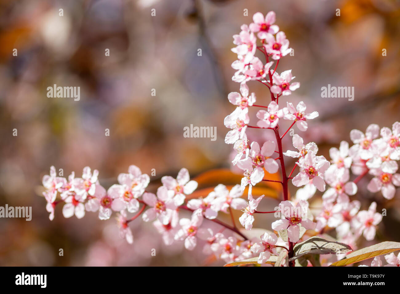Prunus padus colorata hi-res stock photography and images - Alamy