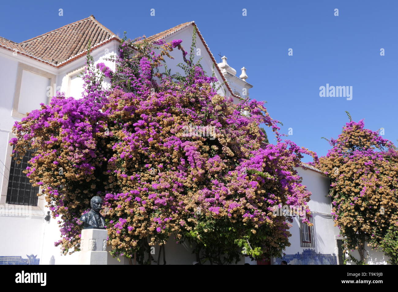 Jacaranda lisbon hi-res stock photography and images - Alamy