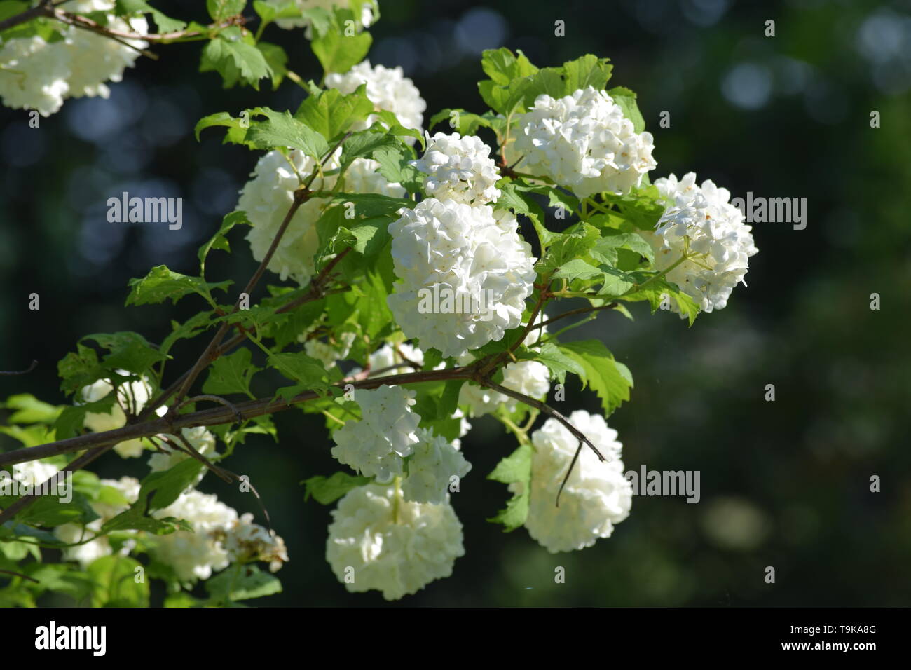 Snowball shrub hi-res stock photography and images - Alamy