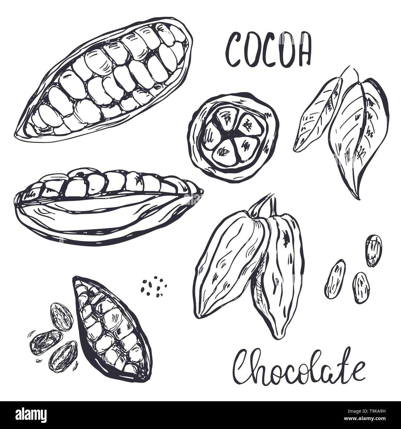 Cocoa beans powder background Stock Vector Images - Alamy