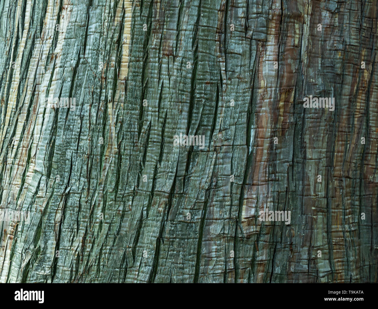 Tree bark background or texture pattern, abstract background and ...