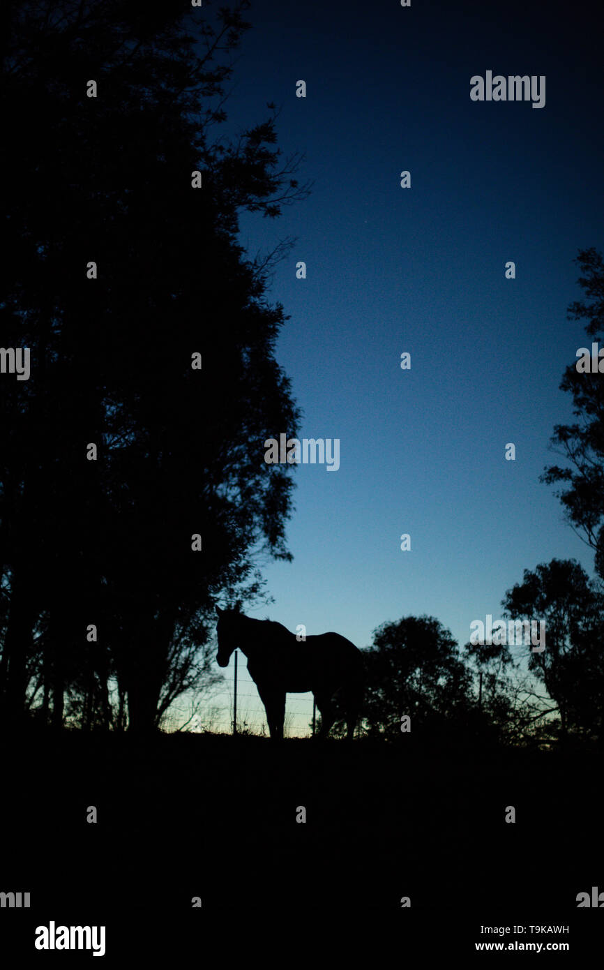 Tasmanian Farm Life at Night Stock Photo - Alamy