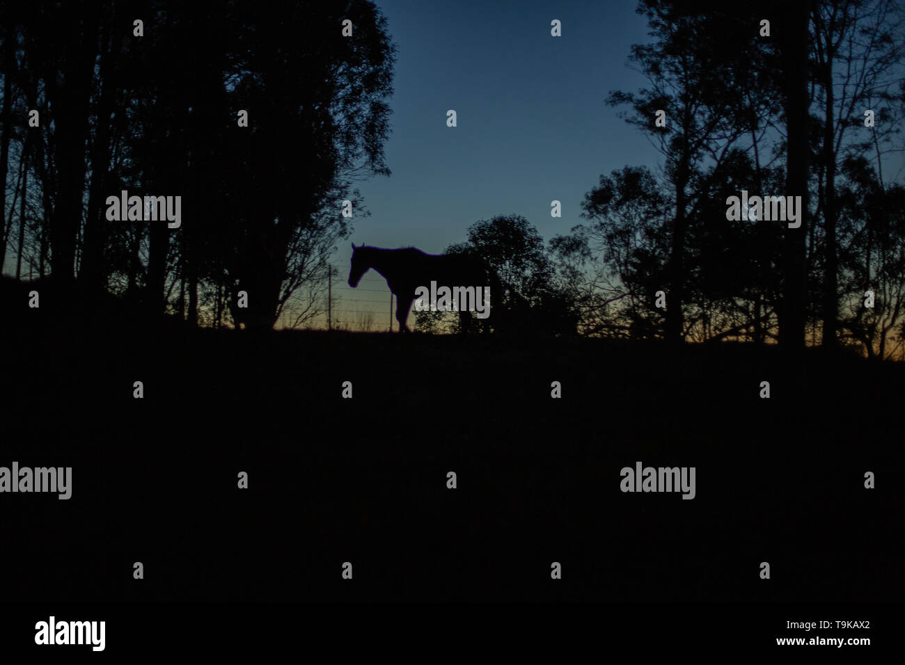 Tasmanian Farm Life at Night Stock Photo - Alamy