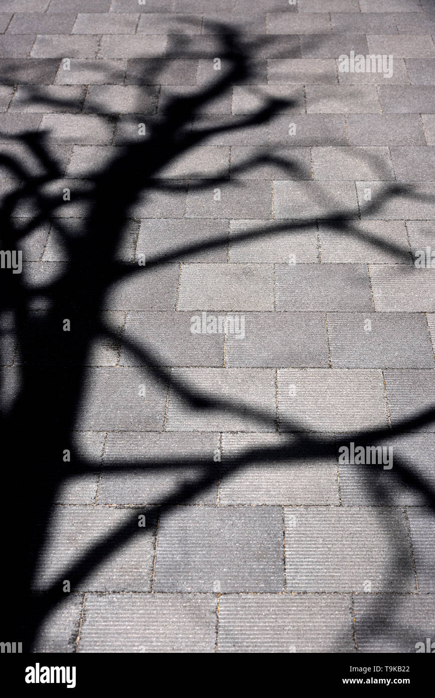 ginko tree japan shadow on pavement Stock Photo - Alamy