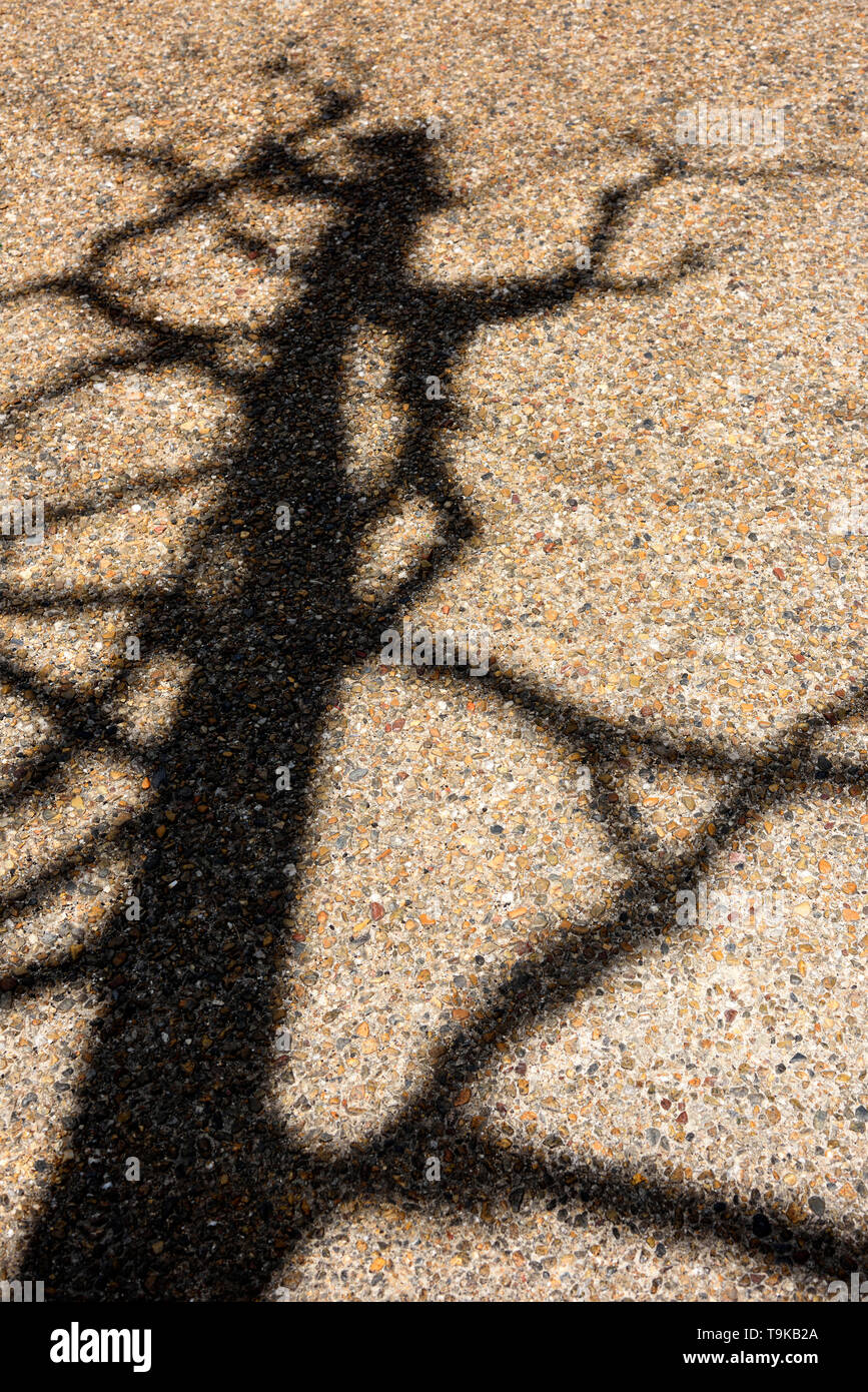 ginko tree japan shadow on pavement Stock Photo - Alamy