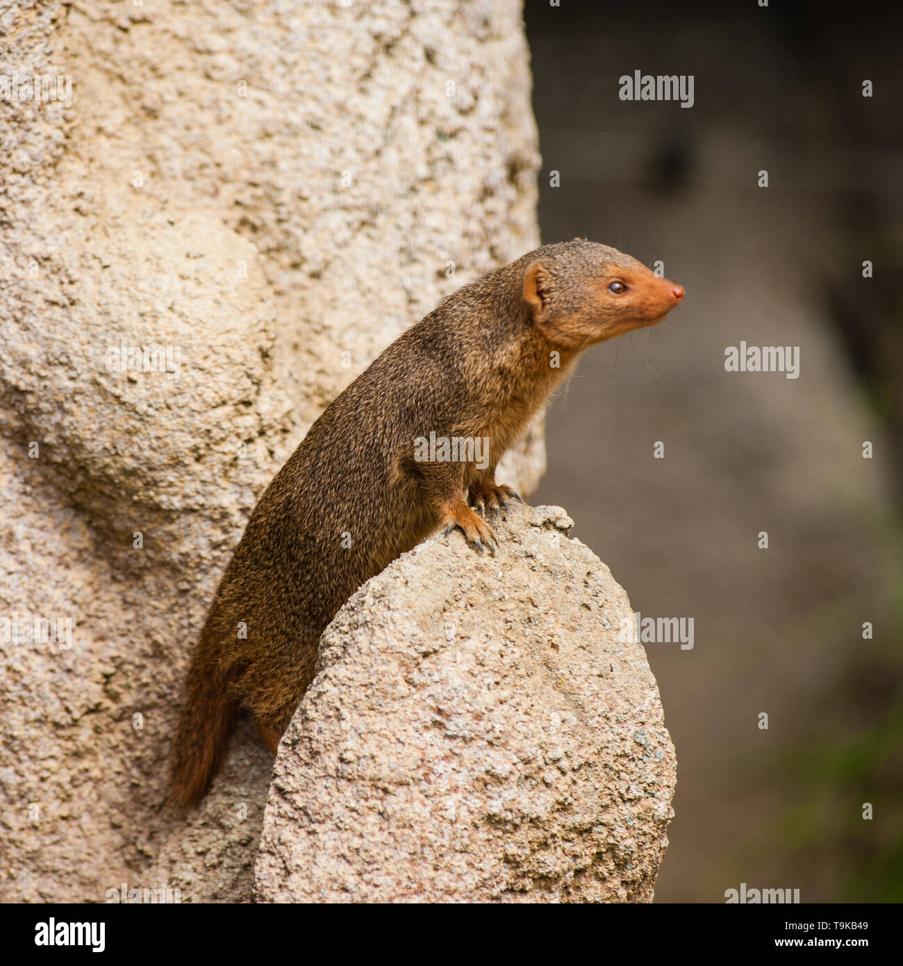 Mongoose close up hi-res stock photography and images - Alamy