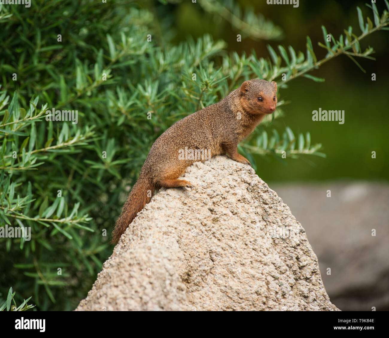 Mongoose eye hi-res stock photography and images - Alamy