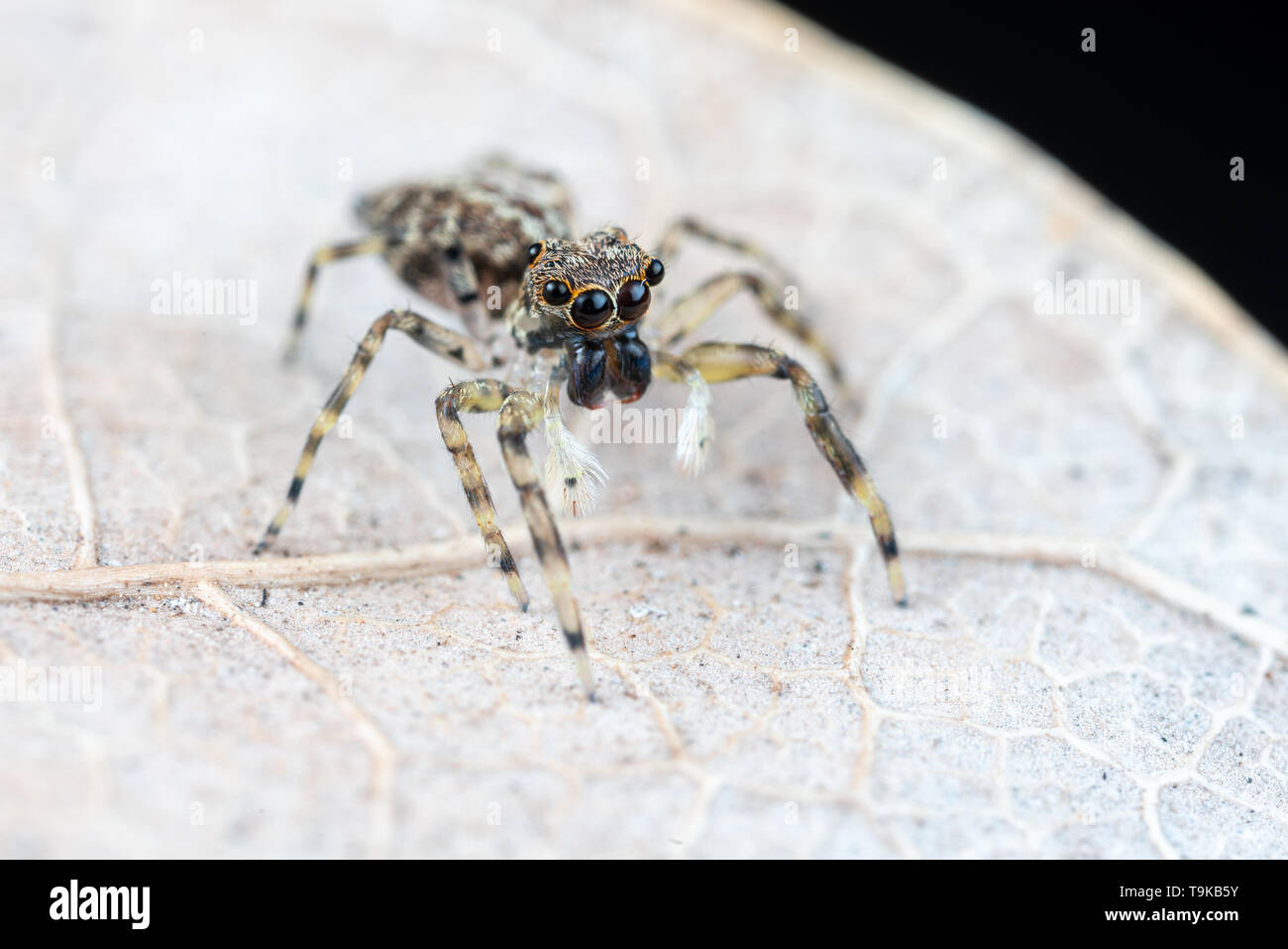 Frewena sp., a camoflaged jumping spider from Australia with large eyes ...