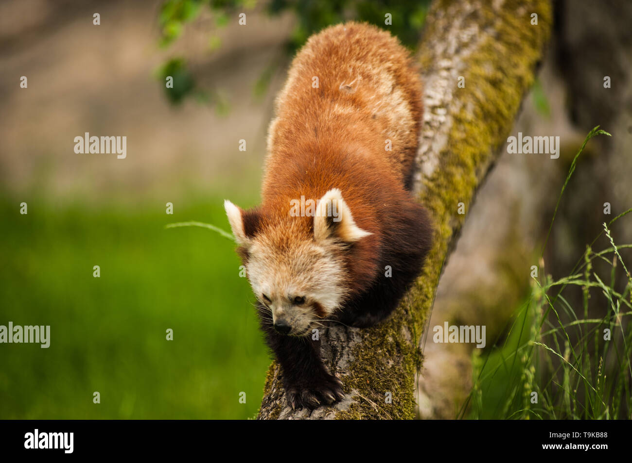 close up portrait of a red panda (Ailurus fulgens) with cute looking ...