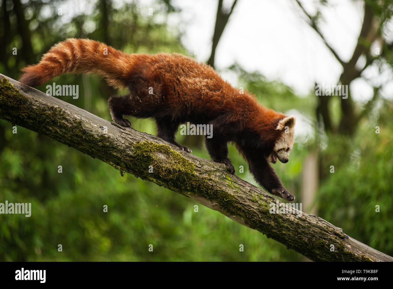 close up portrait of a red panda (Ailurus fulgens) with cute looking ...