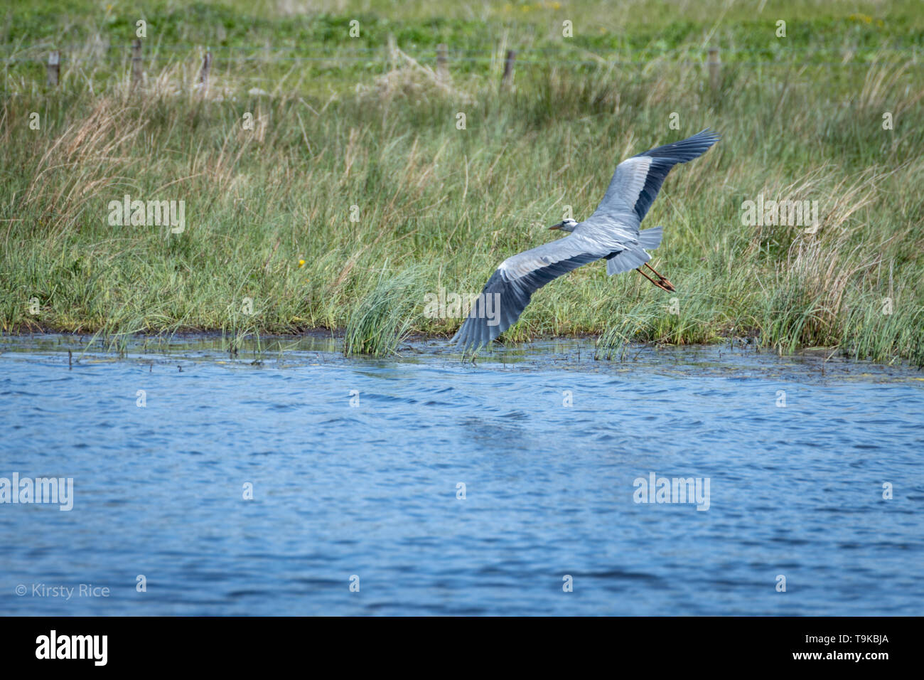 Heron Flying over Pond Stock Photo - Alamy
