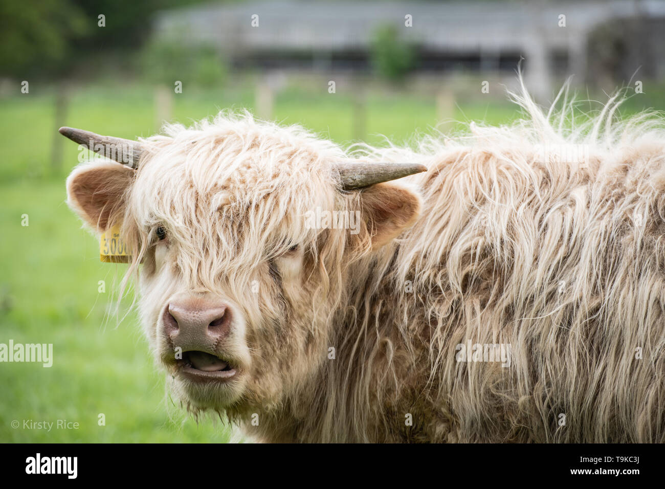 Highland cows glasgow hi-res stock photography and images - Alamy