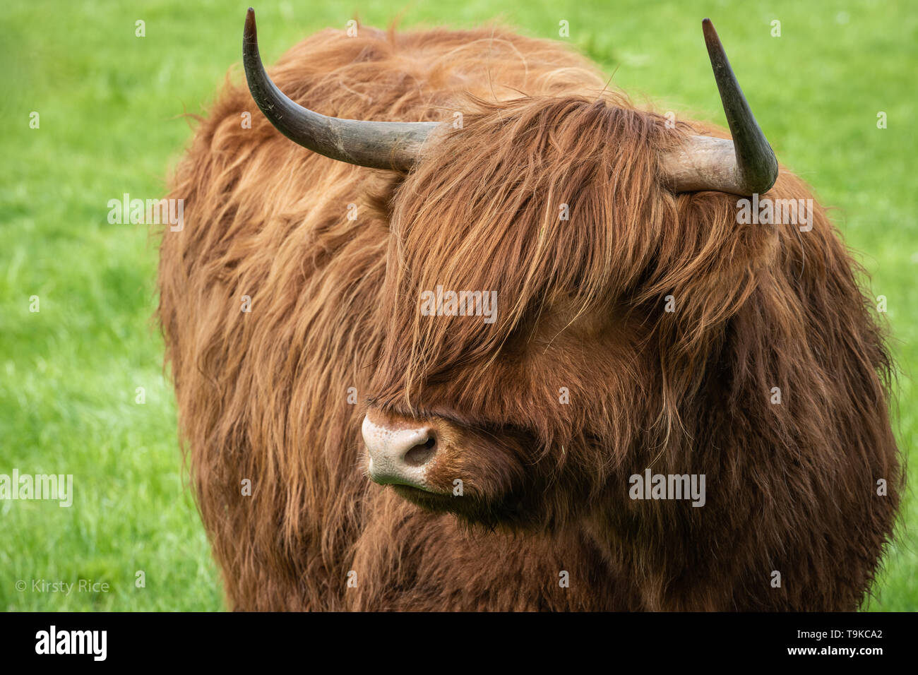 Highland Cow at Pollok Park Stock Photo - Alamy