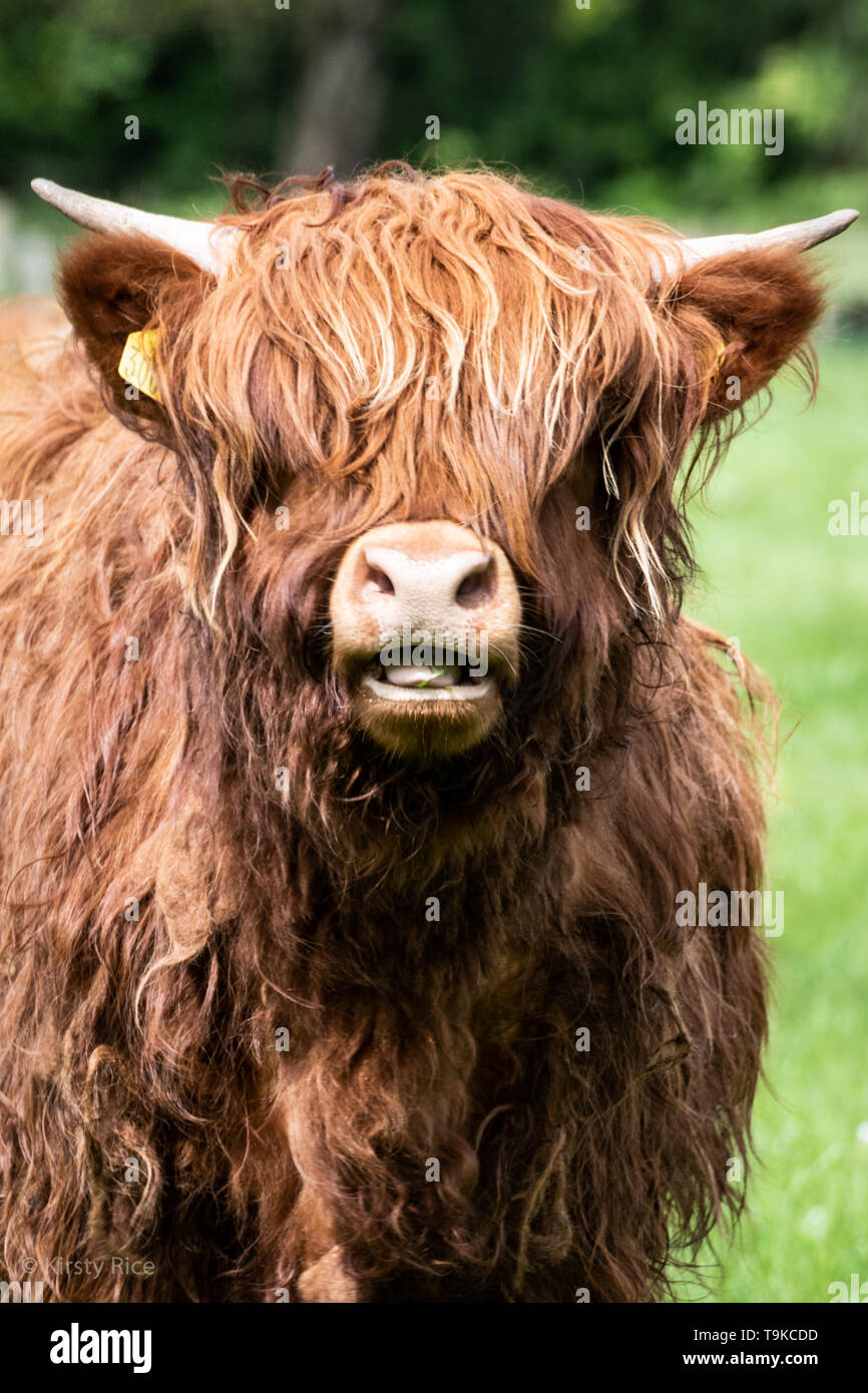 Moo symbol hi-res stock photography and images - Alamy