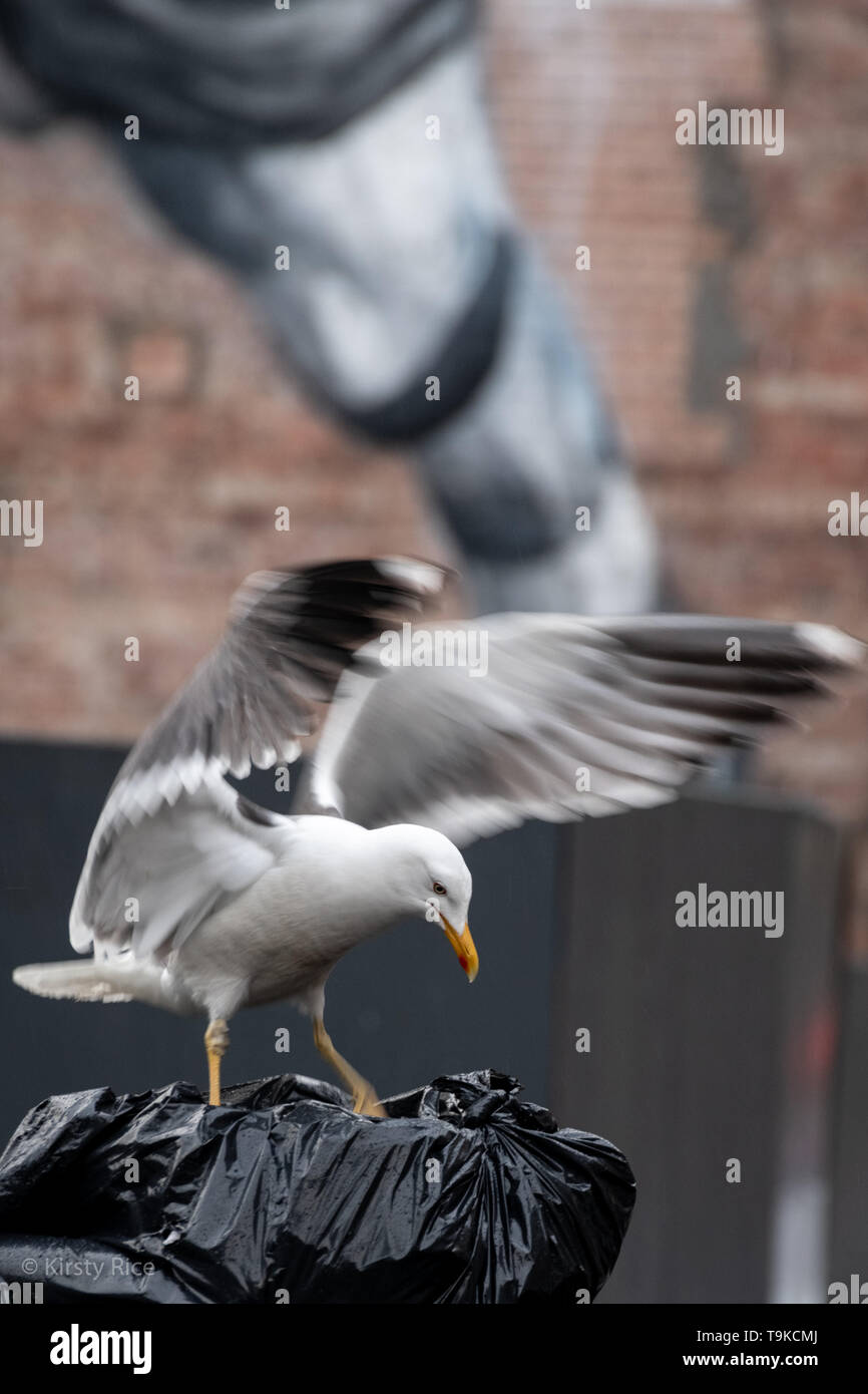 Seagull destroying a bin Stock Photo - Alamy