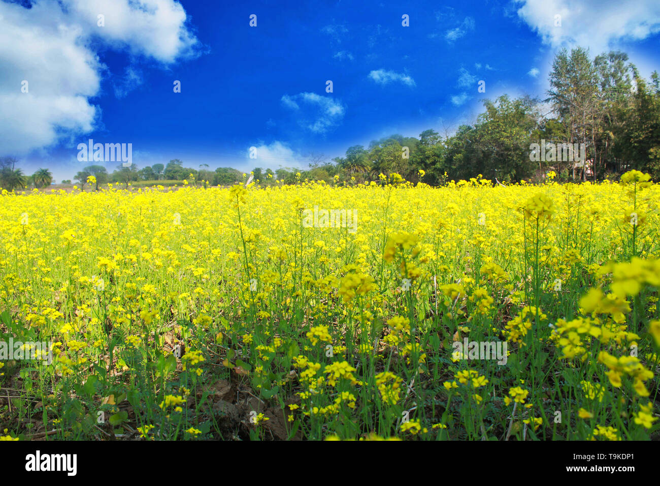 green and yellow mustard plant Stock Photo - Alamy