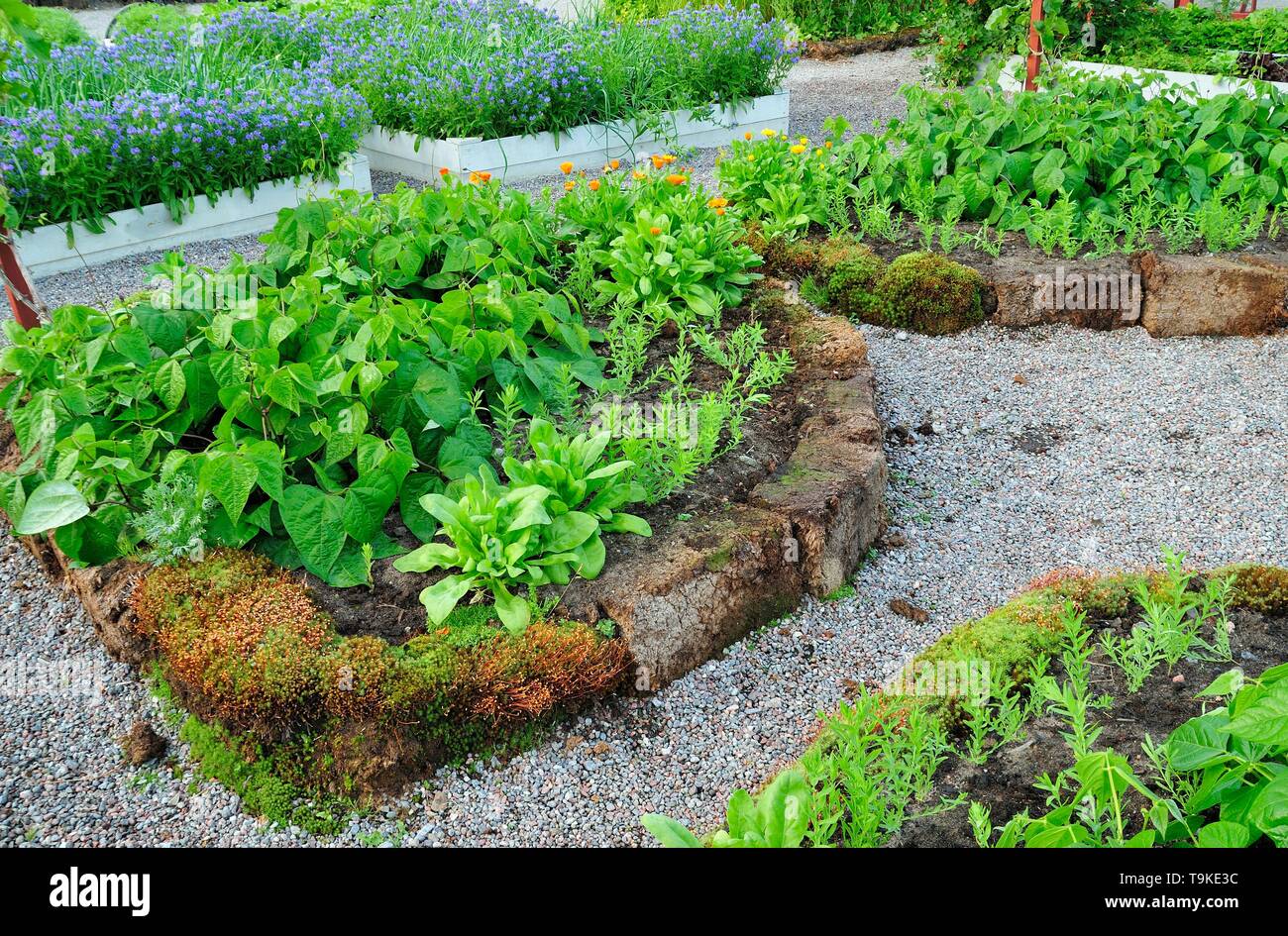Wooden vegetable garden boxes Stock Photo - Alamy