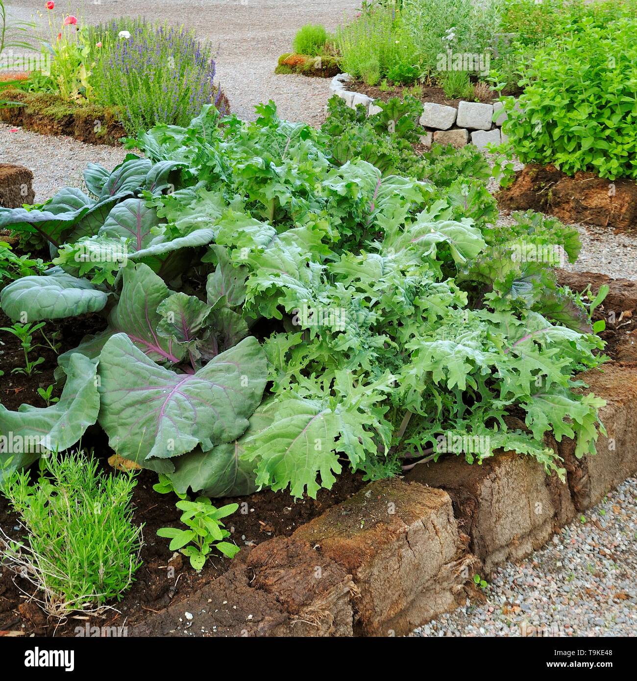 Wooden vegetable garden boxes Stock Photo - Alamy