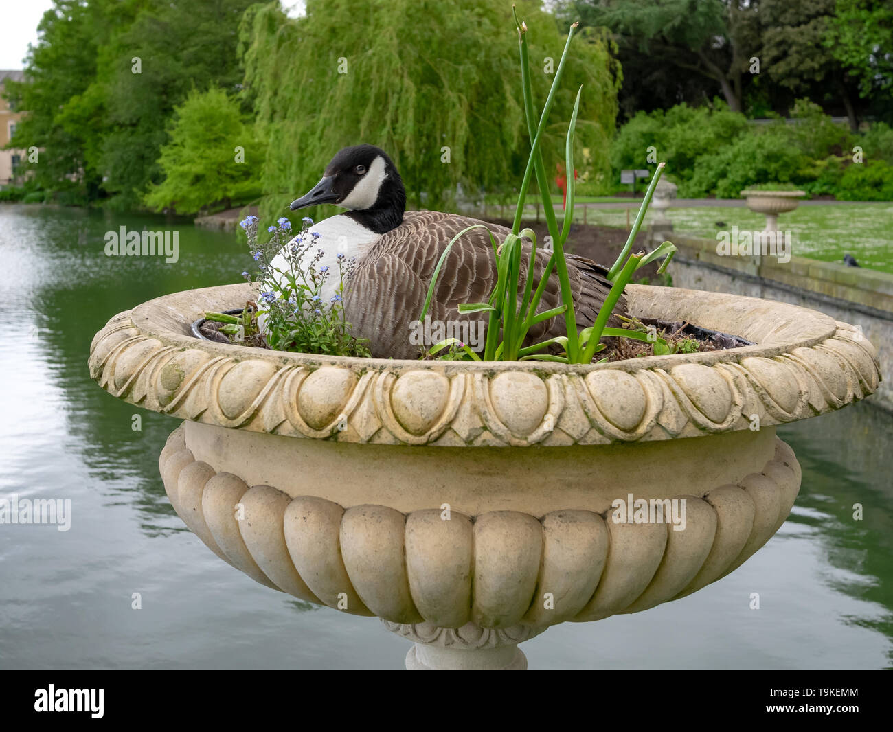 Protecting waterfowl hi-res stock photography and images - Alamy