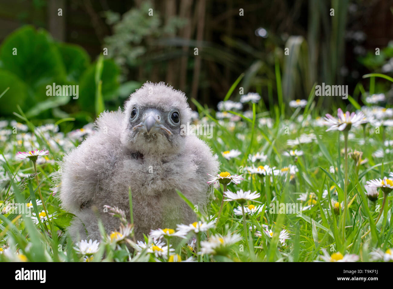 Baby falcon hi-res stock photography and images - Alamy