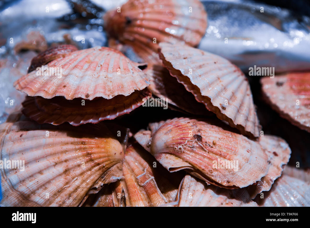 Shellfish display hi-res stock photography and images - Alamy