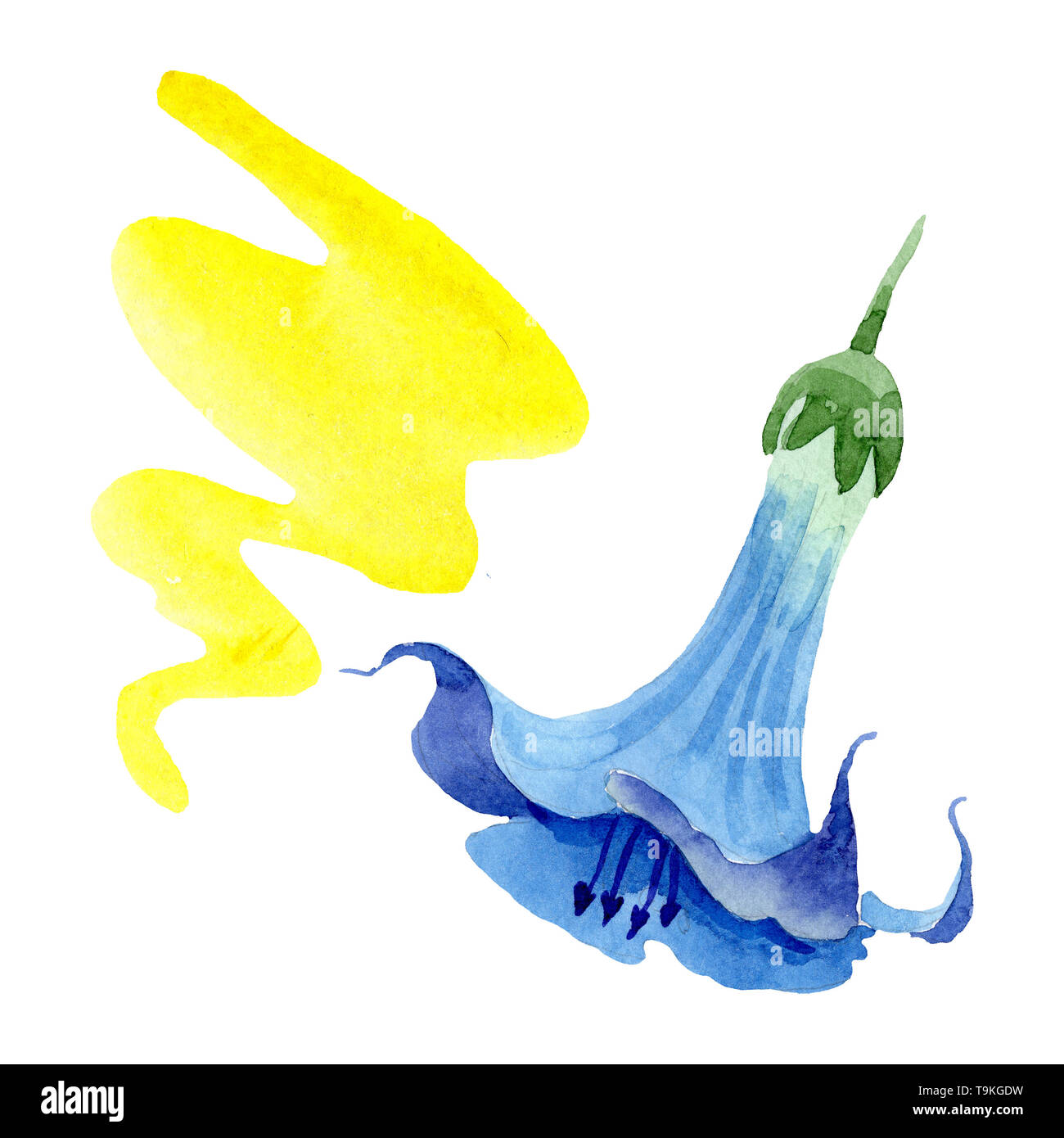 Blue brugmansia floral botanical flowers. Watercolor background set ...