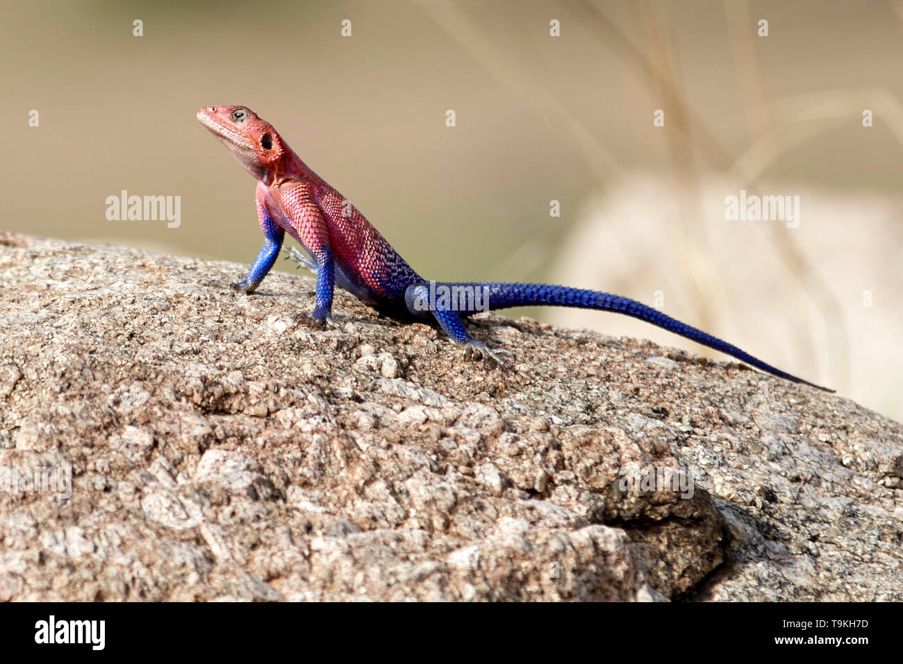 Black Agama High Resolution Stock Photography and Images - Alamy
