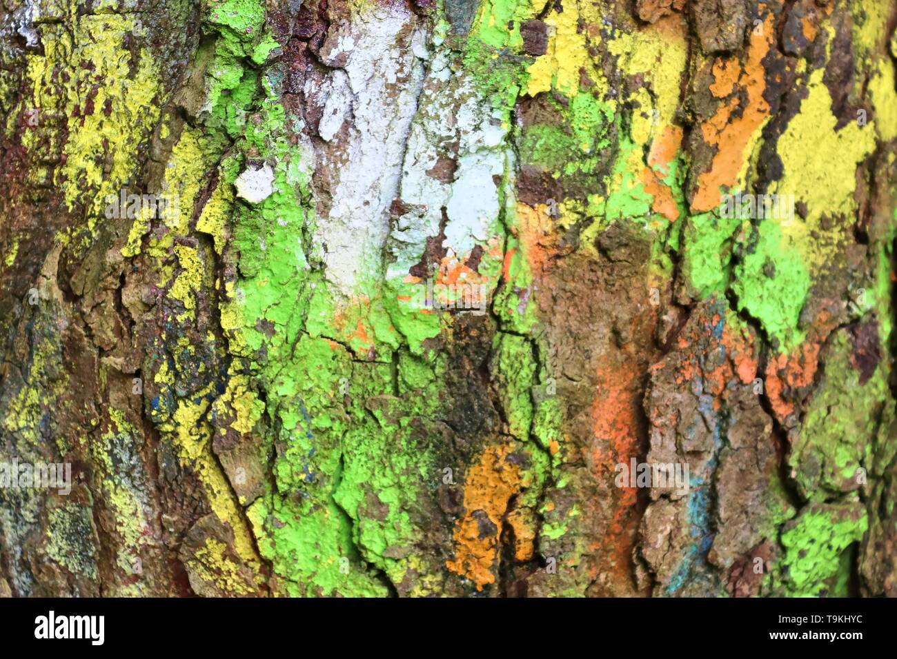 Close up surface of colorful tree bark sprayed with graffiti paint ...