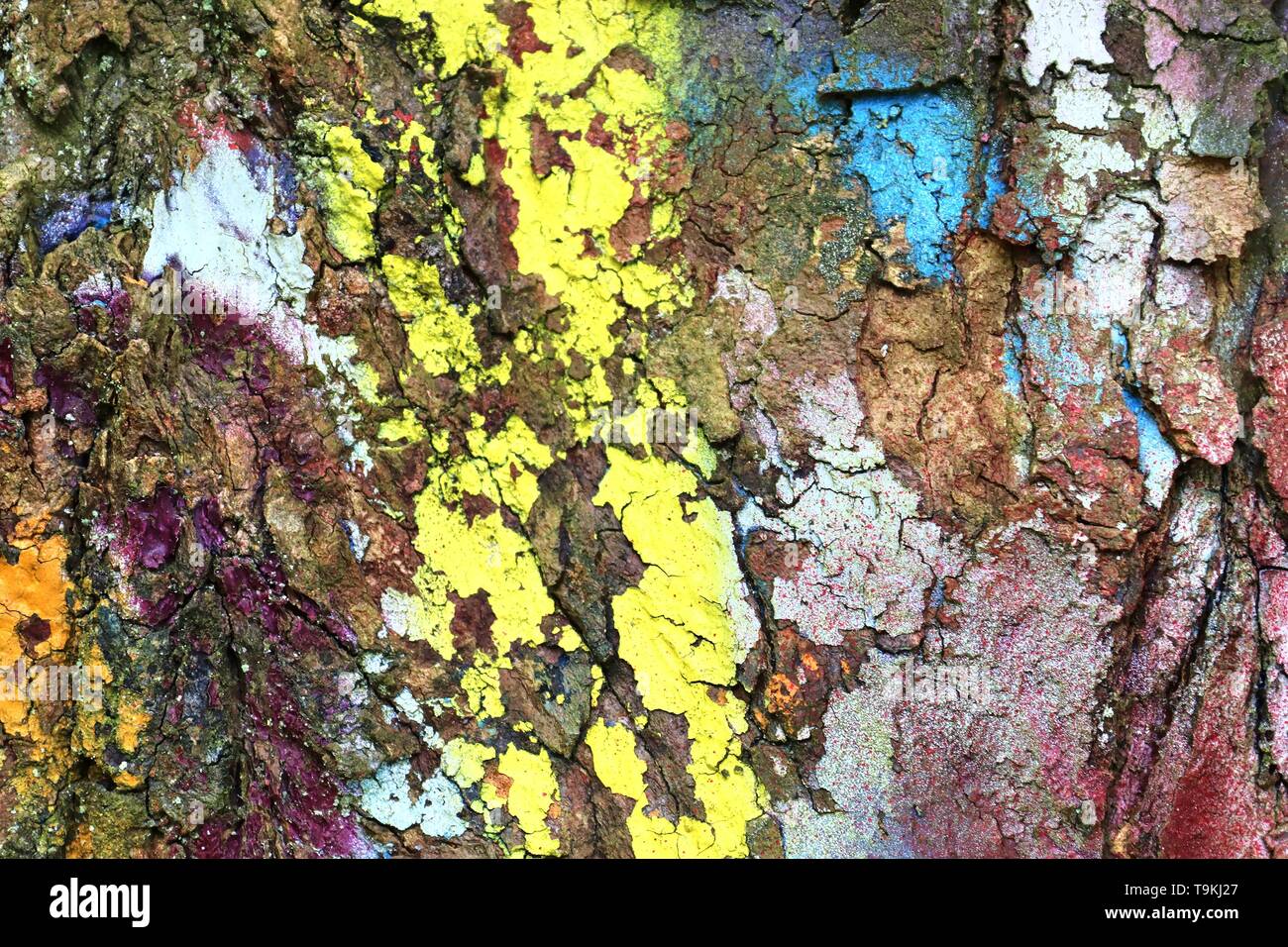 Close up surface of colorful tree bark sprayed with graffiti paint ...