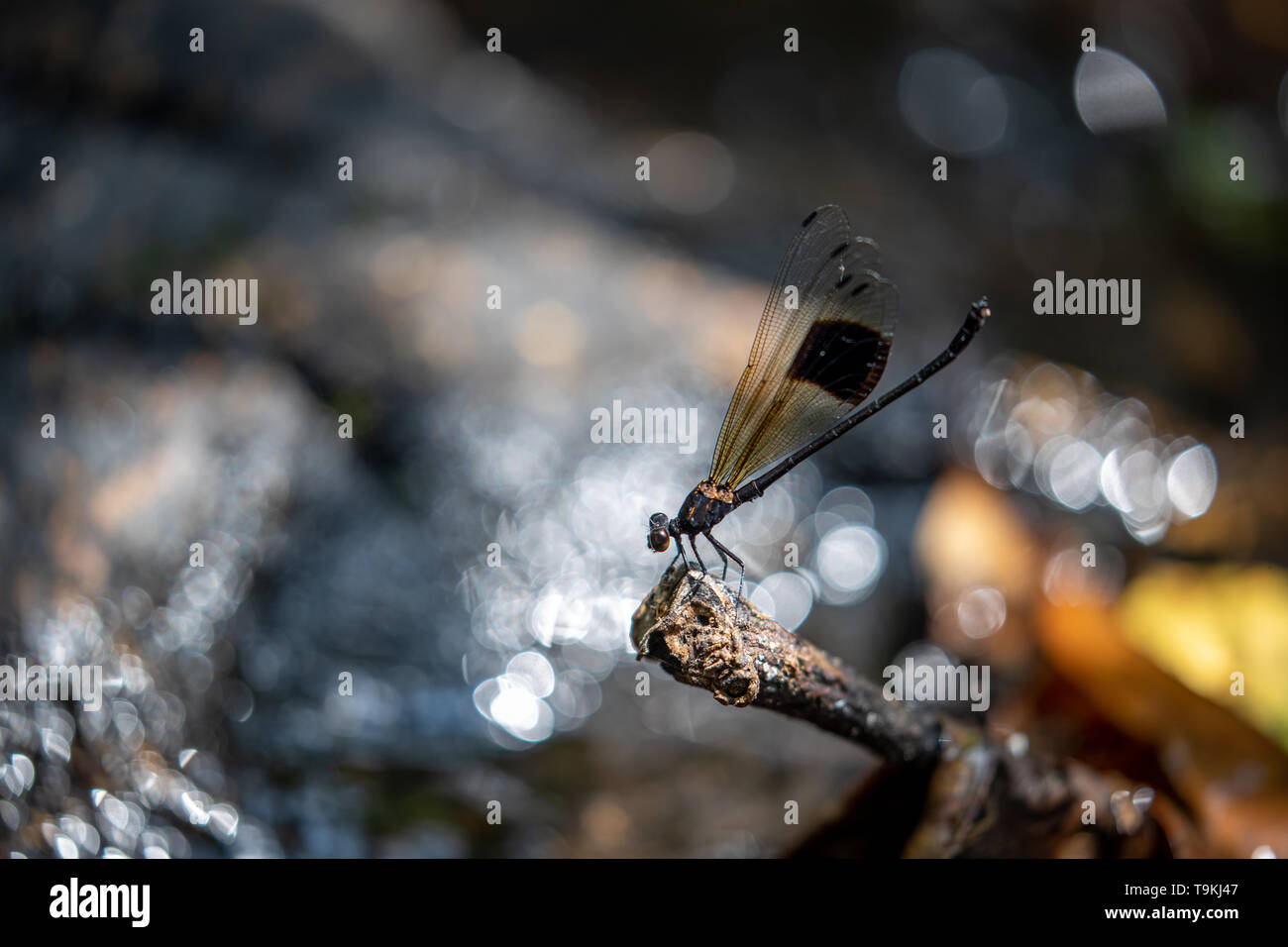 Euphaea decorata hi-res stock photography and images - Alamy