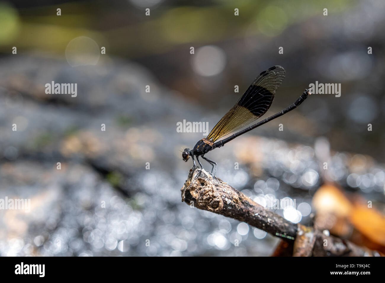 Portrait of damselfly - Black-banded Gossamerwing (Euphaea decorata ...