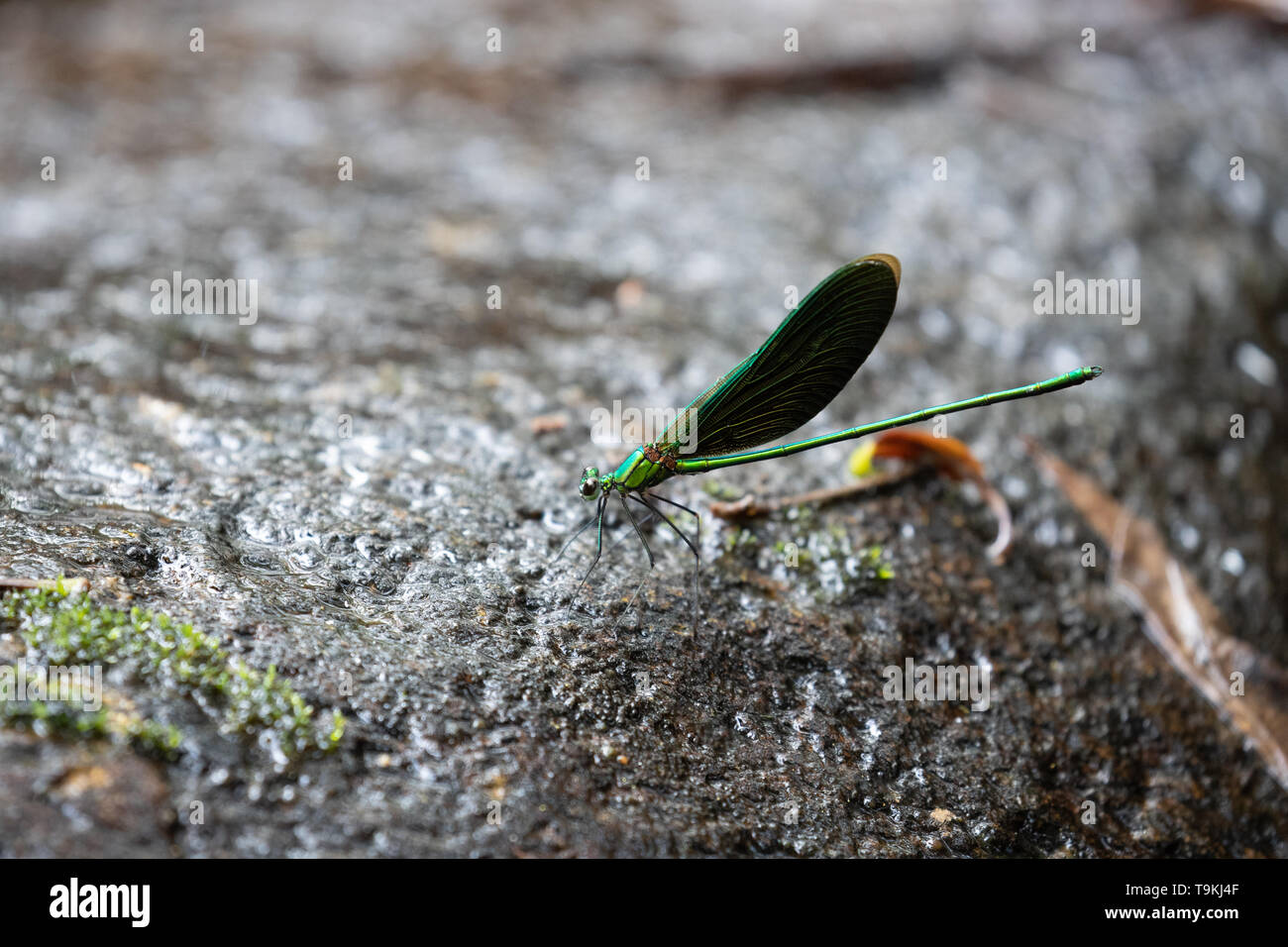 Portrait of damselfly - Chinese Greenwin (Neurobasis chinensis ...