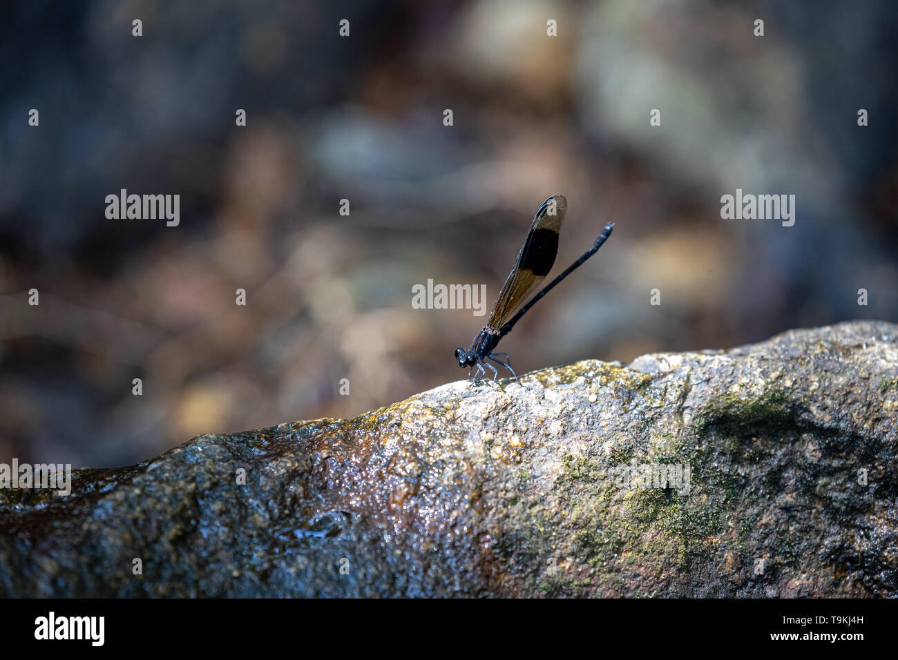 Euphaea decorata hi-res stock photography and images - Alamy