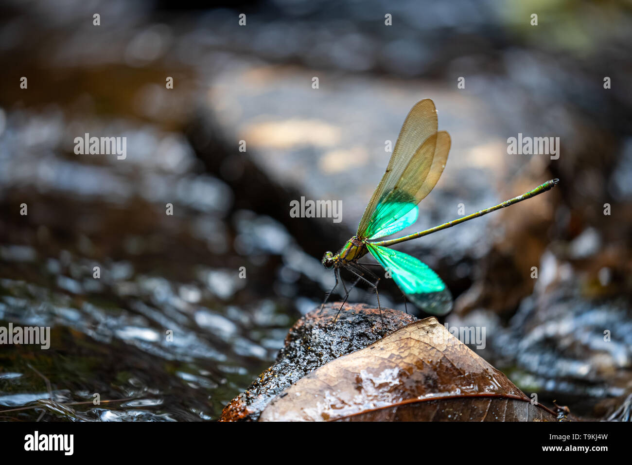 Neurobasis chinensis chinensis hi-res stock photography and images - Alamy