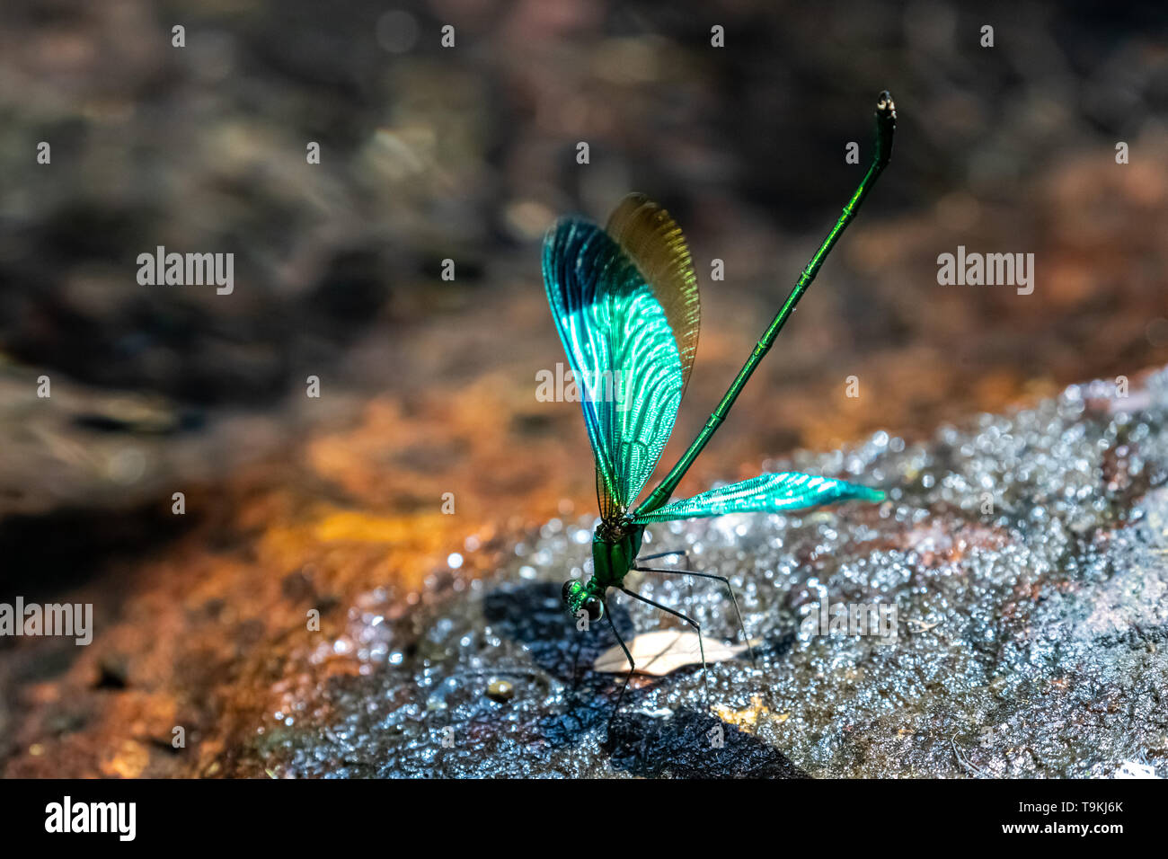 Neurobasis chinensis chinensis hi-res stock photography and images - Alamy