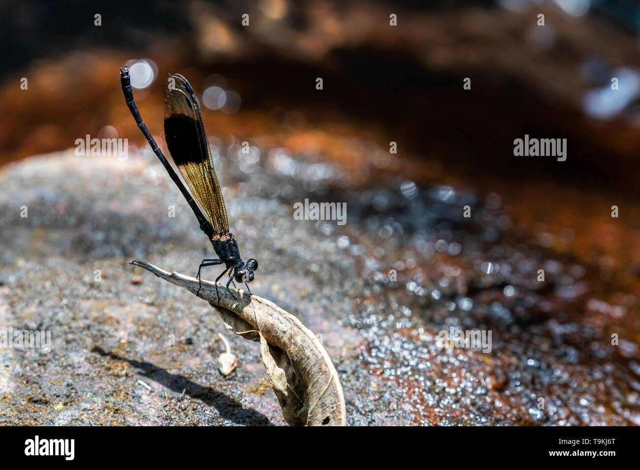 Portrait of damselfly - Black-banded Gossamerwing (Euphaea decorata ...