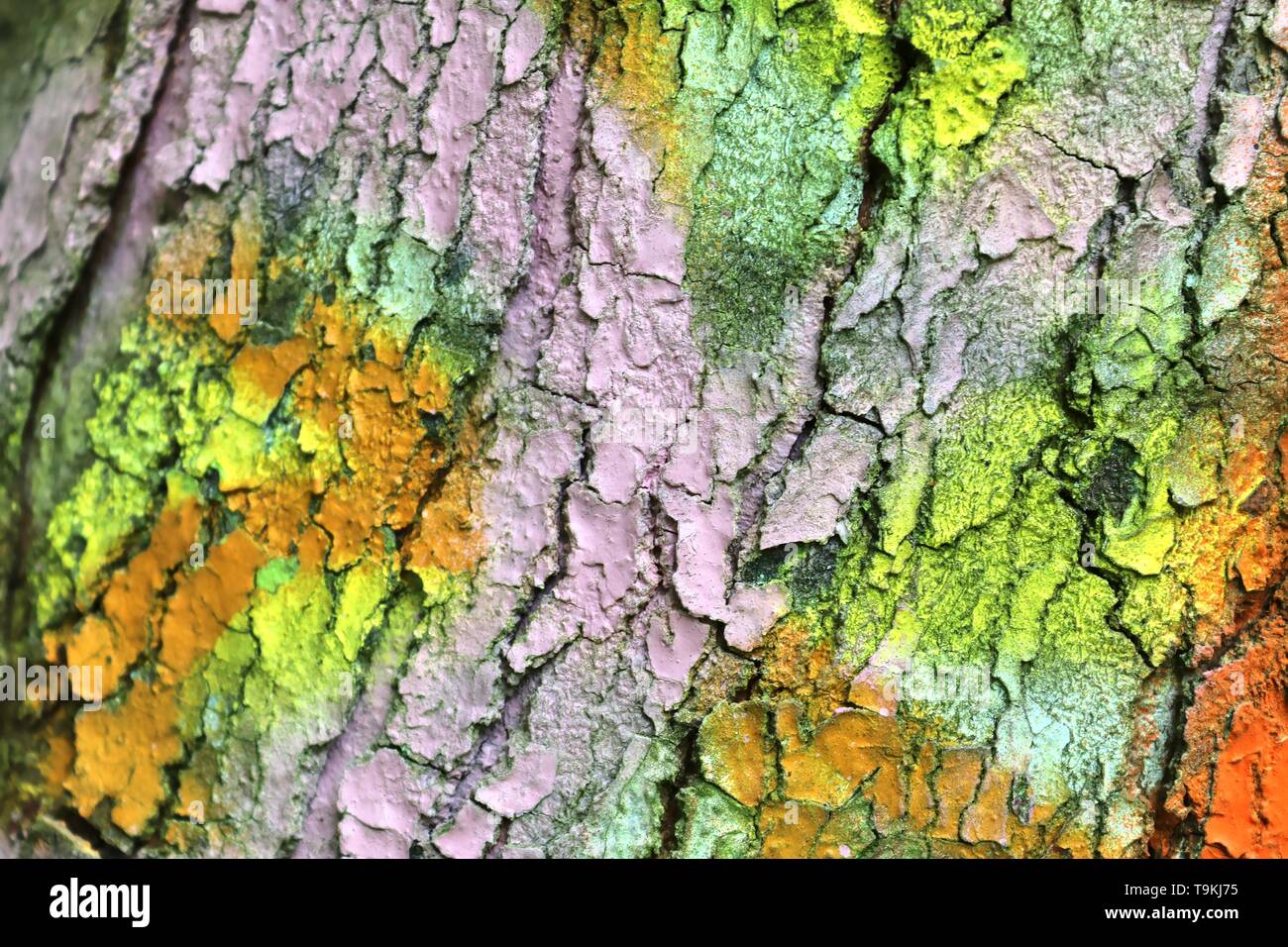 Close up surface of colorful tree bark sprayed with graffiti paint ...