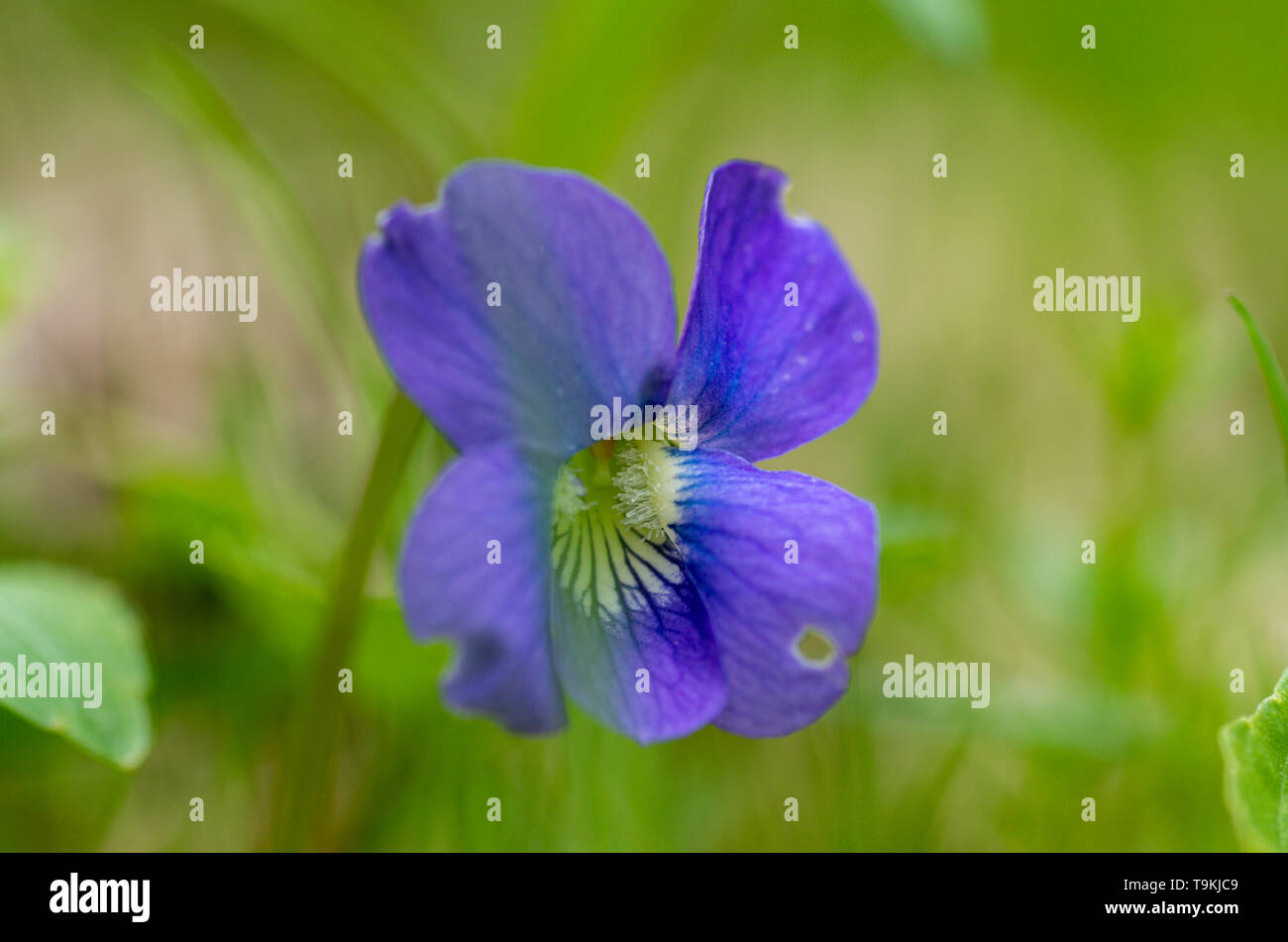 Spring Violets growing wild in the lawn Stock Photo - Alamy