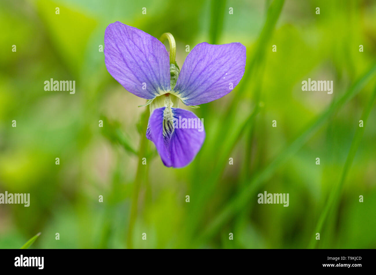 Spring Violets growing wild in the lawn Stock Photo - Alamy