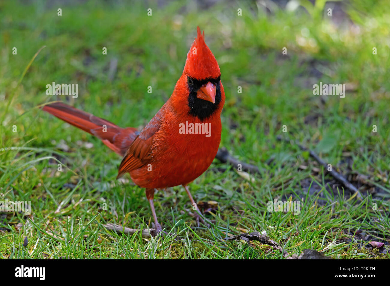 Bright red male cardinal in the shade of large trees Stock Photo - Alamy
