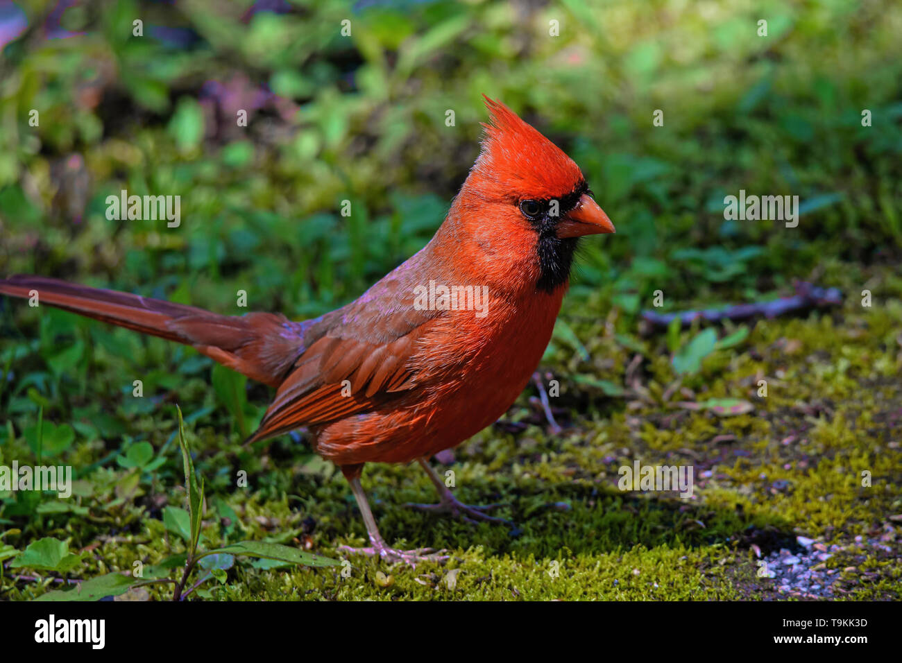 Bright red male cardinal in the shade of large trees Stock Photo - Alamy